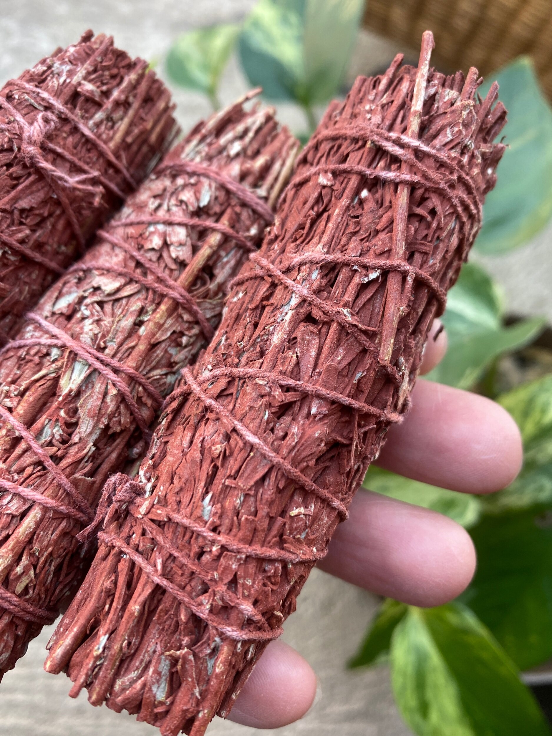 Dragon’s Blood Sage: Boosting the Power of White Sage – YeYe Dani The ...